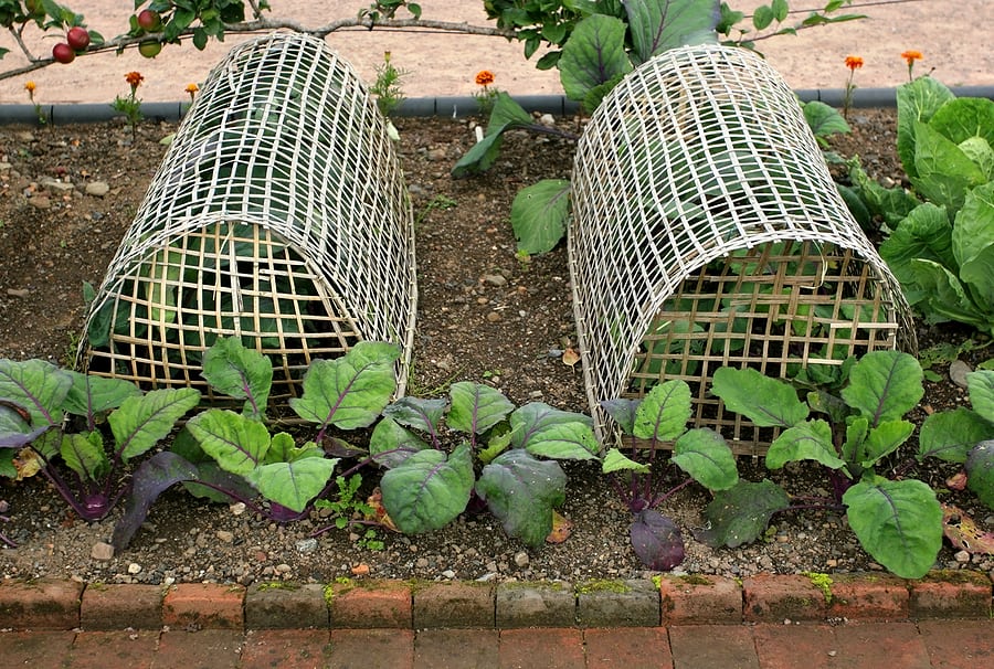 Vegetable Seedling Protection - Harvest to Table
