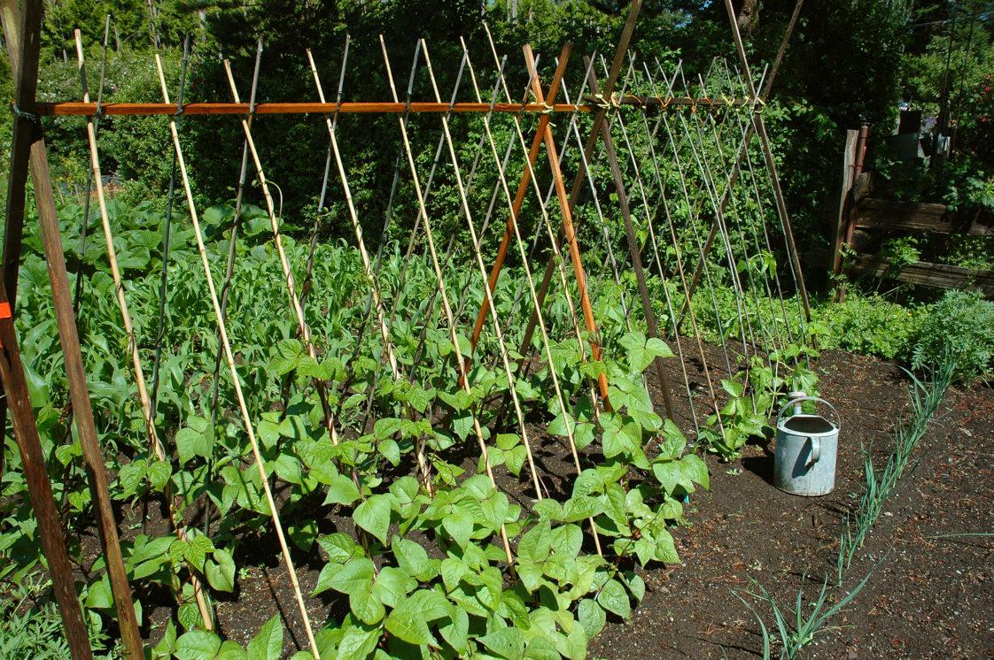 Small Vegetable Garden Space Savers -- Harvest to Table