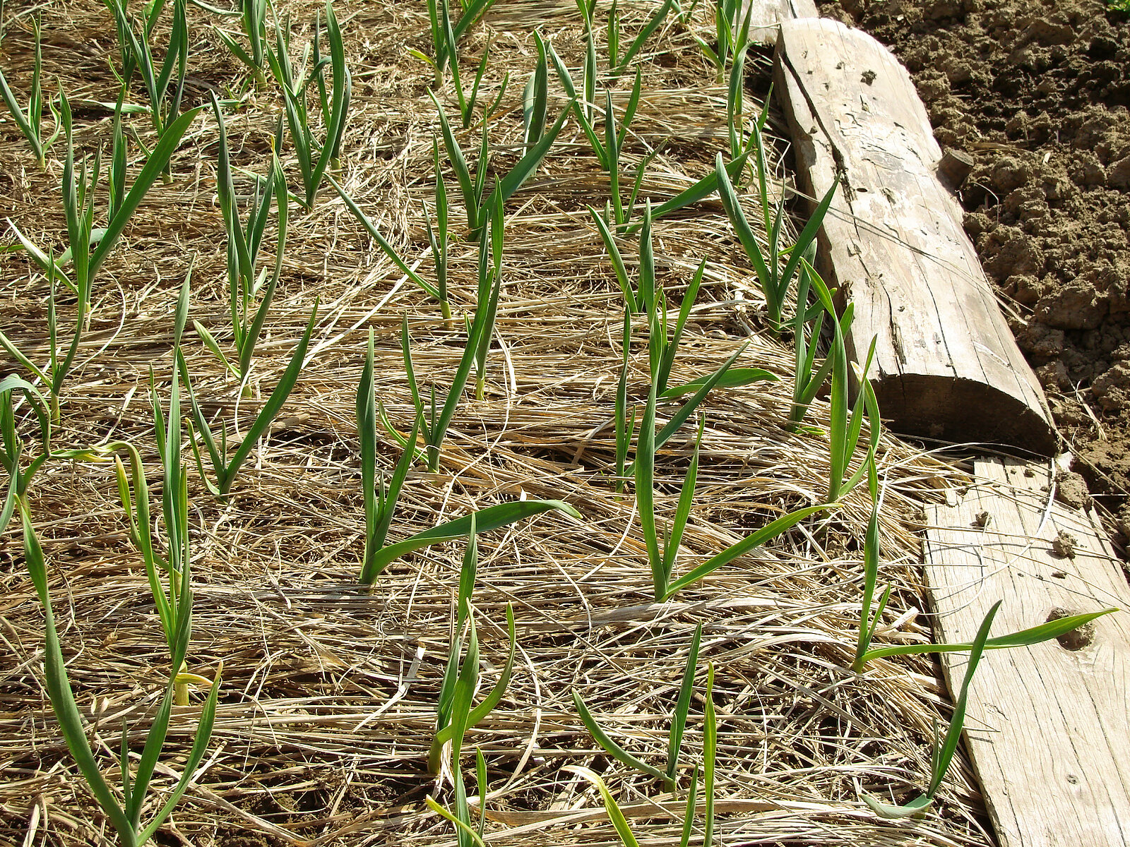 Vegetable Garden Mulching -- Harvest to Table