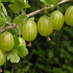 Berry Harvest Quick Tips - Harvest to Table