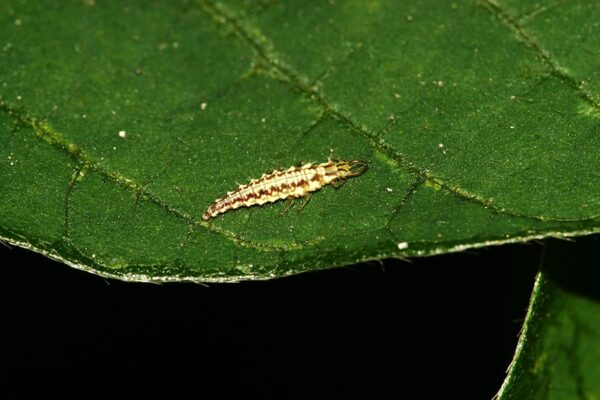 Green Lacewing and Aphid Lion: Beneficial Insect - Harvest to Table