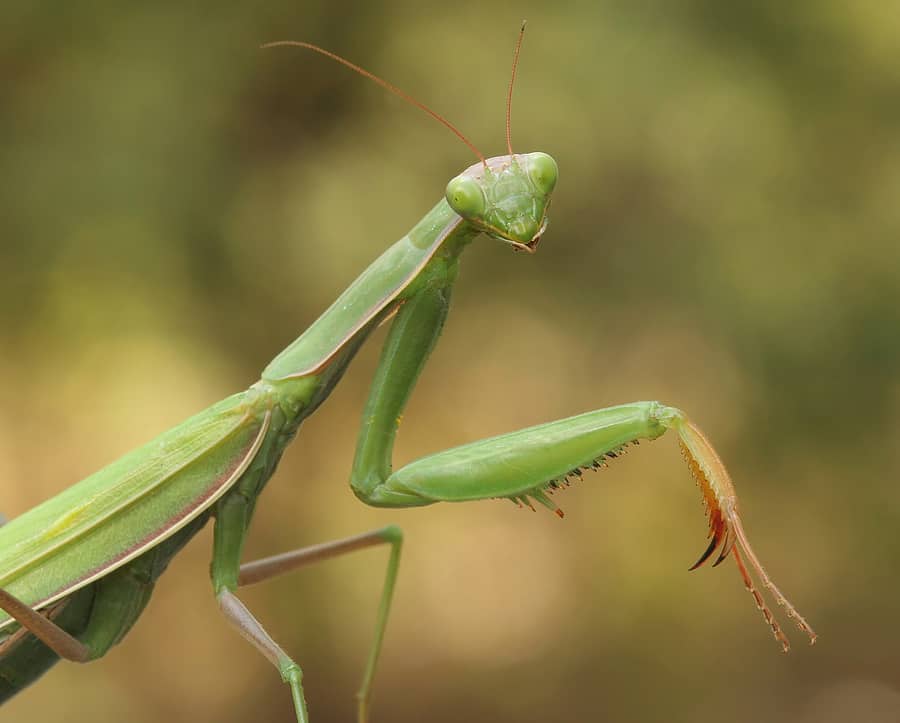 Praying Mantid: Beneficial Insect - Harvest to Table