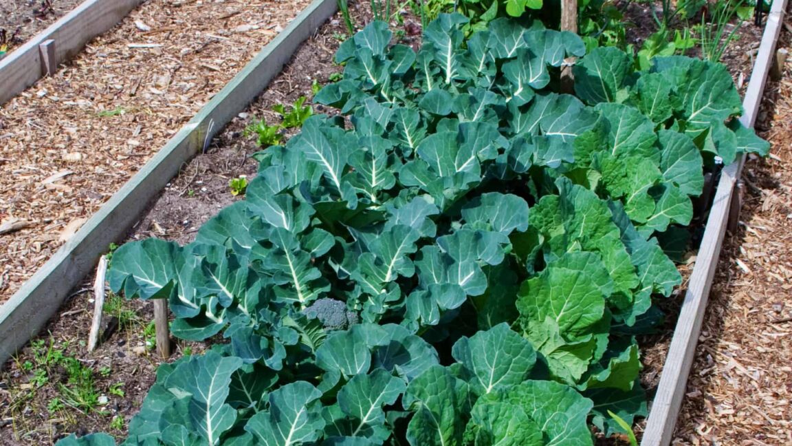 Succession Crops for Spring Through Winter