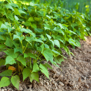 Vegetable Garden Tips Roundup for April