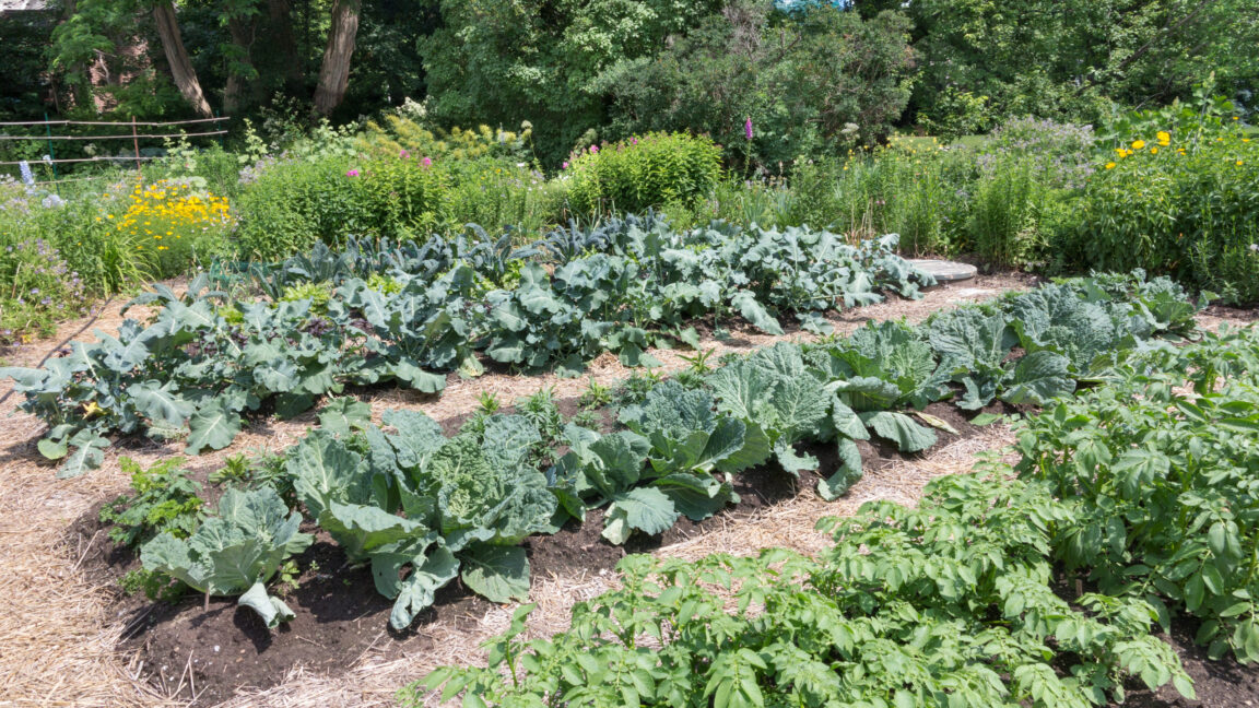 How to Start New Plants from Cuttings - Harvest to Table