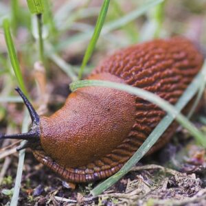 Organic Pest Control - Harvest to Table