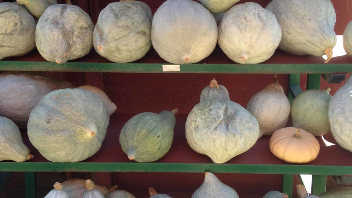 Vegetable Garden Organic Pest Control -- Harvest to Table