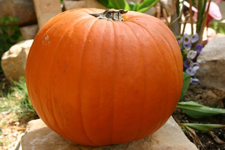 How to Harvest and Store Pumpkins -- Harvest to Table