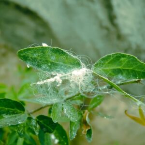 Mealybugs Natural Insect Pest Control - Harvest to Table