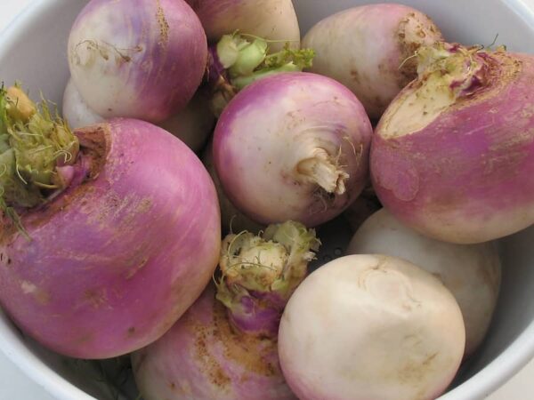 How to Fertilize Turnips for Tender Roots and Tasty Greens