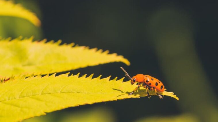 Cucumber Beetle Organic Pest Control -- Harvest to Table