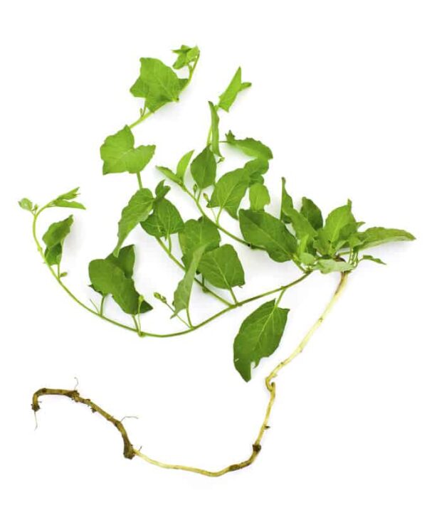 Bindweed Organic Weed Control -- Harvest to Table
