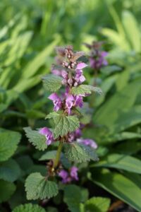 Henbit Organic Weed Control