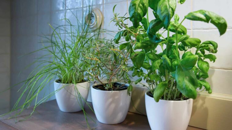 Herbs That Grow in Cool Weather -- Harvest to Table