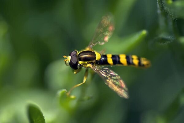 Hover Fly Beneficial Insect -- Harvest to Table