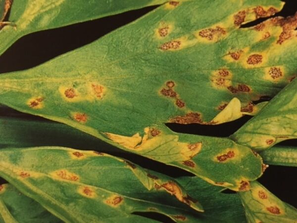 Septoria Leaf Spot Fungus Disease -- Harvest to Table