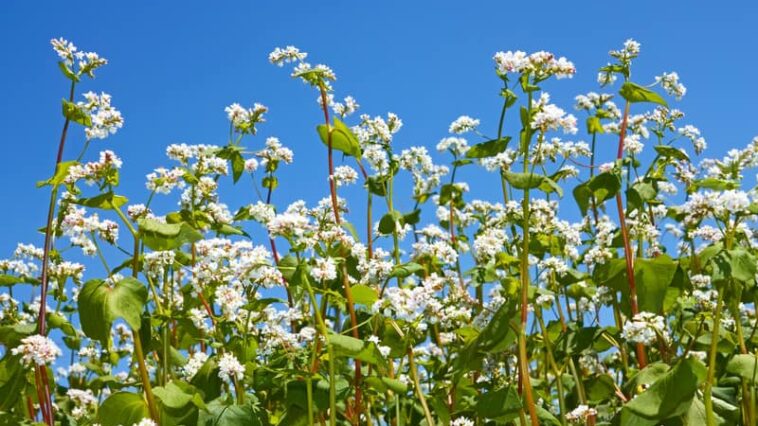 Hardy, Half-hardy, and Tender Vegetable Crops - Harvest to Table