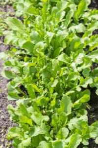 How to Grow Arugula