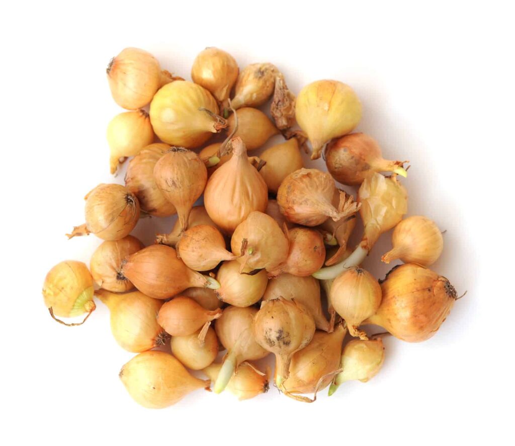 Onion Storage Techniques: Keep Your Harvest Fresh for Months - Harvest ...