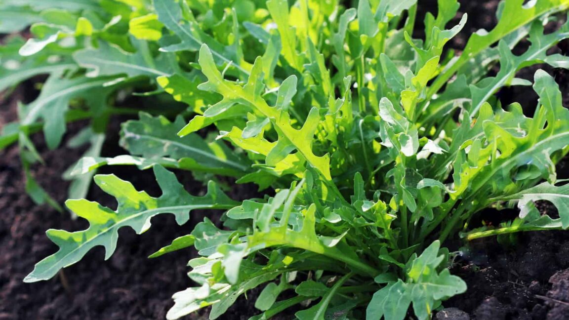 Frisée - Harvest to Table