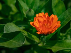 How to Plant, Grow, and Harvest Calendula Herb