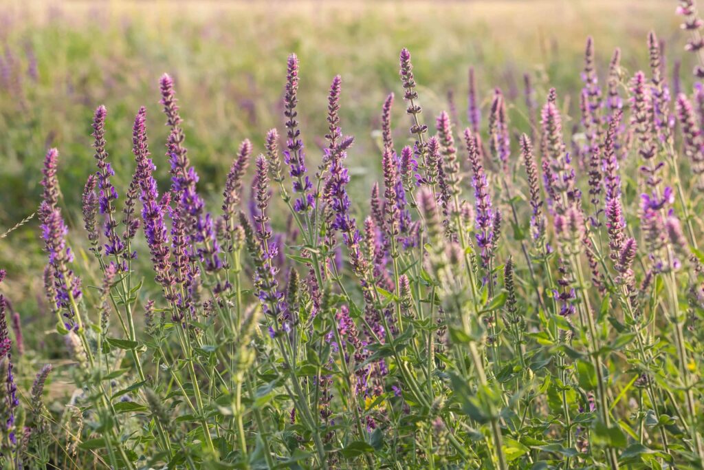 How to Plant, Grow, and Harvest Clary - Harvest to Table