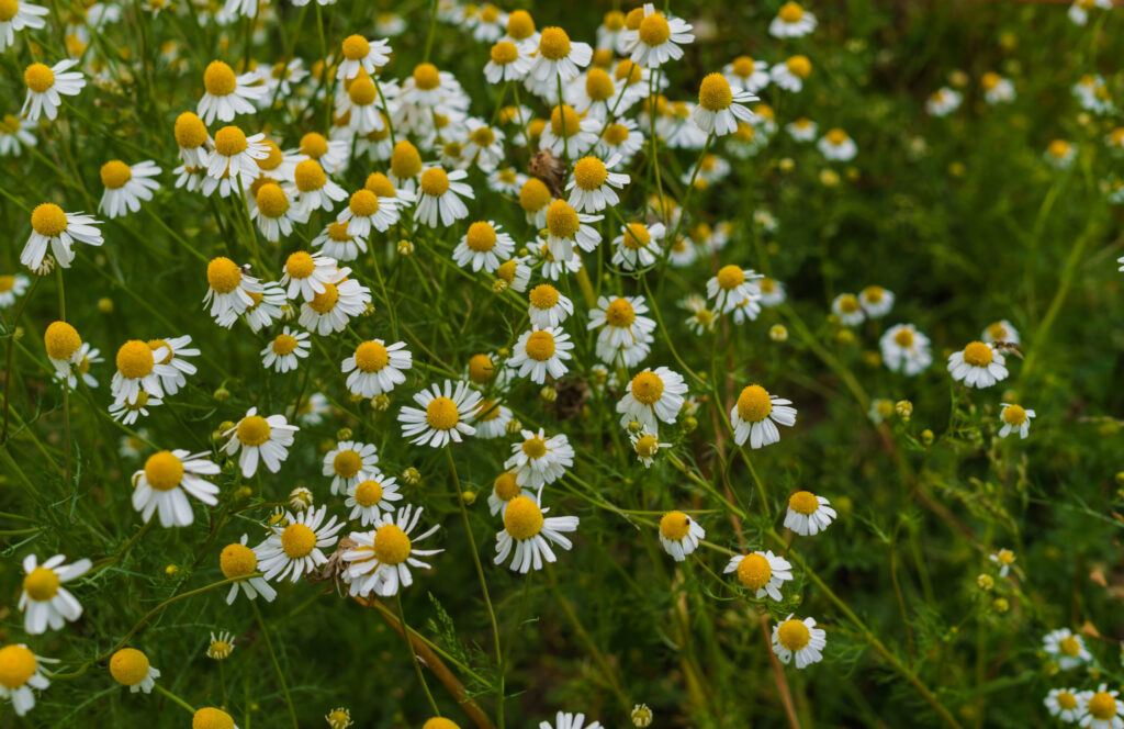 How to Plant, Grow, and Harvest Chamomile - Harvest to Table