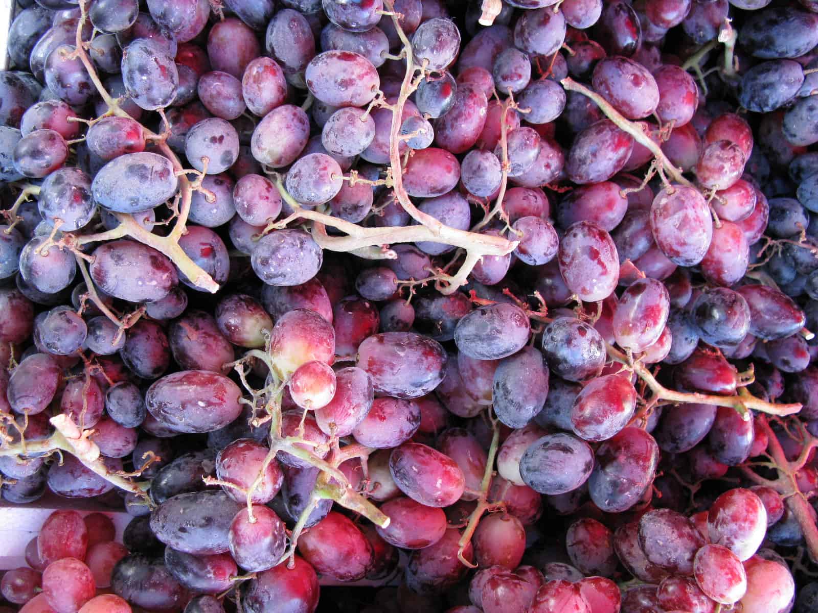 How to Plant, Grow, Prune, and Harvest Grapes