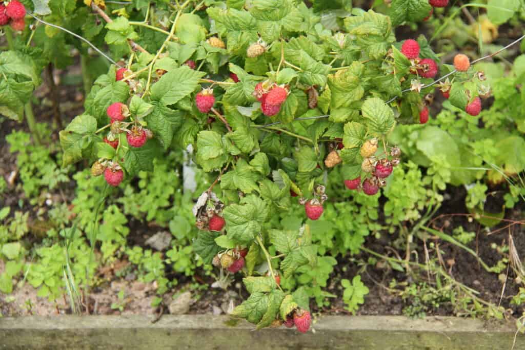 How to Plant, Grow, Prune, and Harvest Raspberries - Harvest to Table