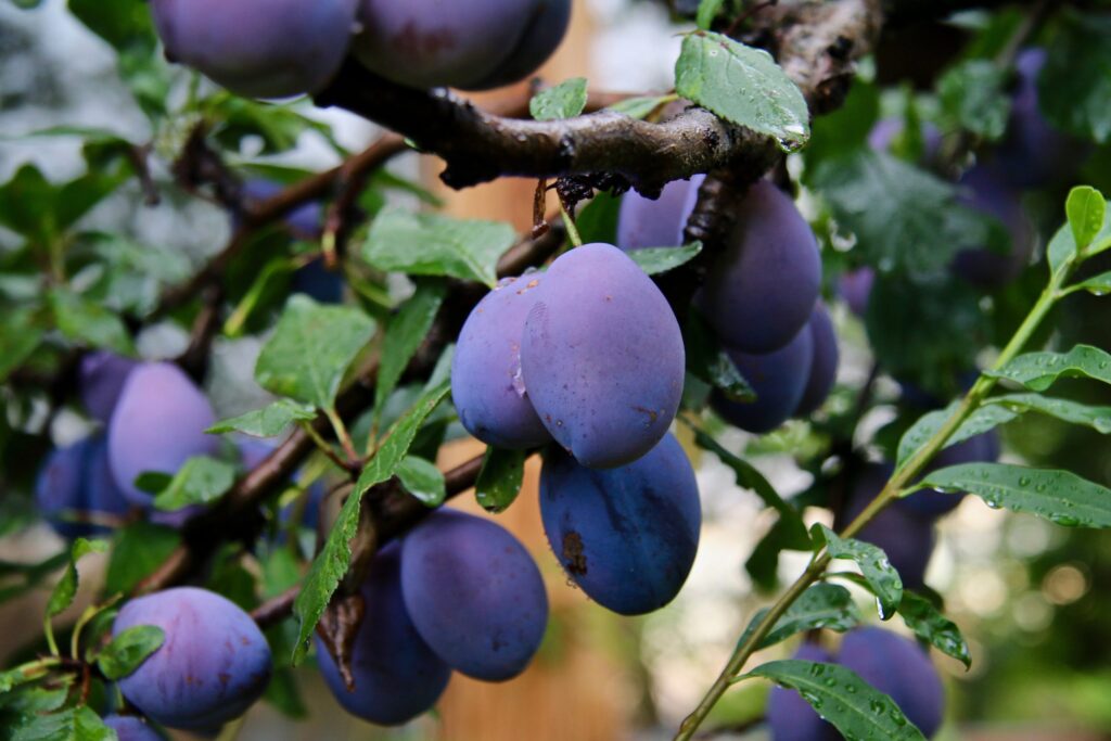 Plum Tree Planting, Care, and Pruning Guide for Success