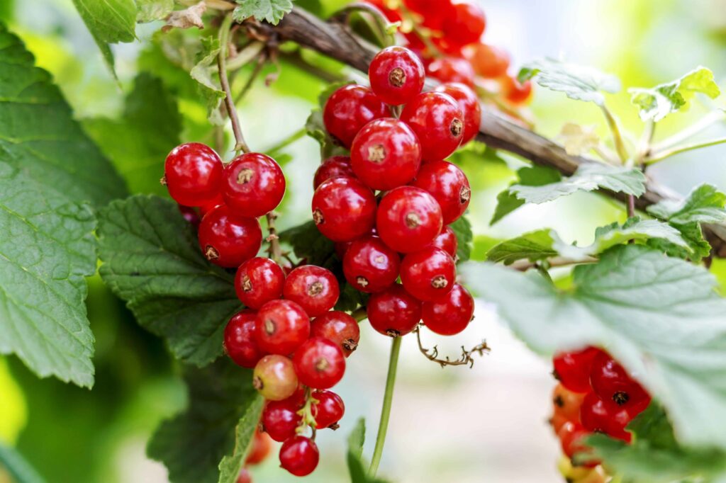 How to Plant, Grow, Prune, and Harvest Currants - Harvest to Table