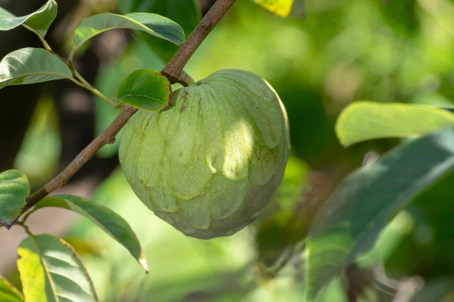 How to Plant, Grow, and Harvest Cherimoya - Harvest to Table
