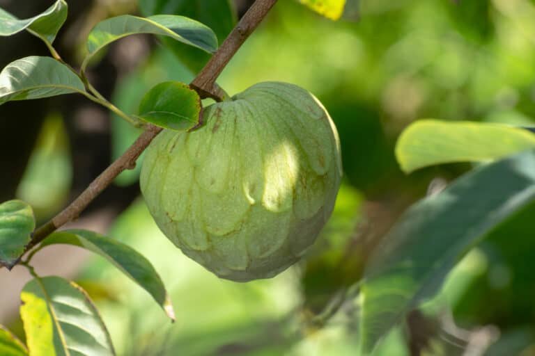 How to Plant, Grow, and Harvest Cherimoya - Harvest to Table