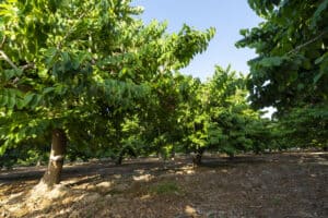 How to Plant, Grow, and Harvest Cherimoya - Harvest to Table