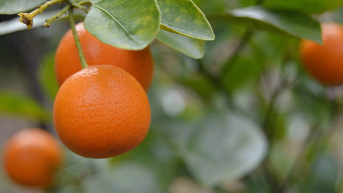 Citron—Buddha's Hand: Kitchen Basics - Harvest to Table