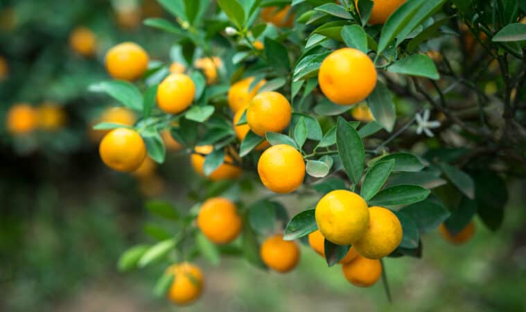 Citrus Fruits Archives - Harvest to Table