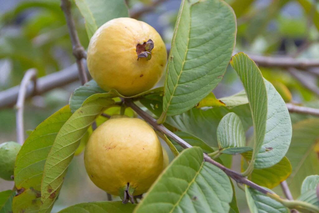 How to Grow an Care for Guava -- Harvest to Table