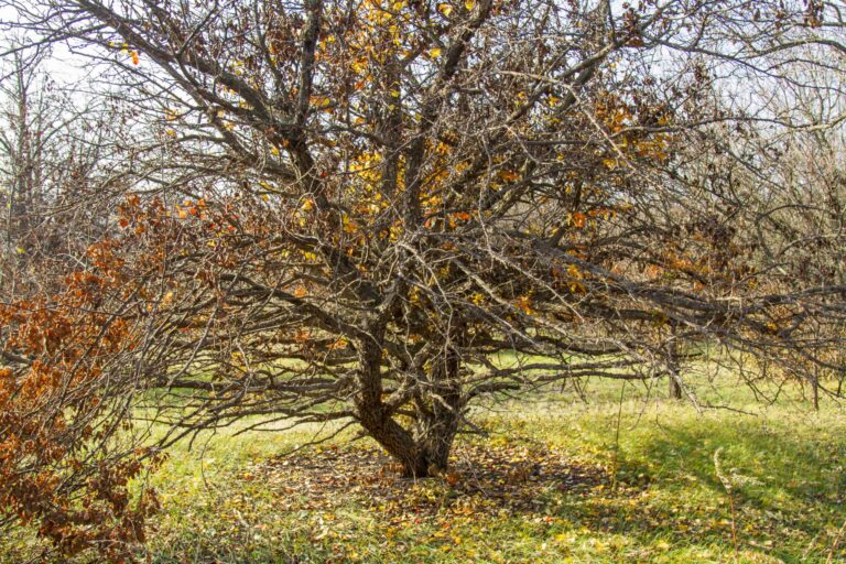 How to Plant and Grow a Mulberry Tree - Harvest to Table