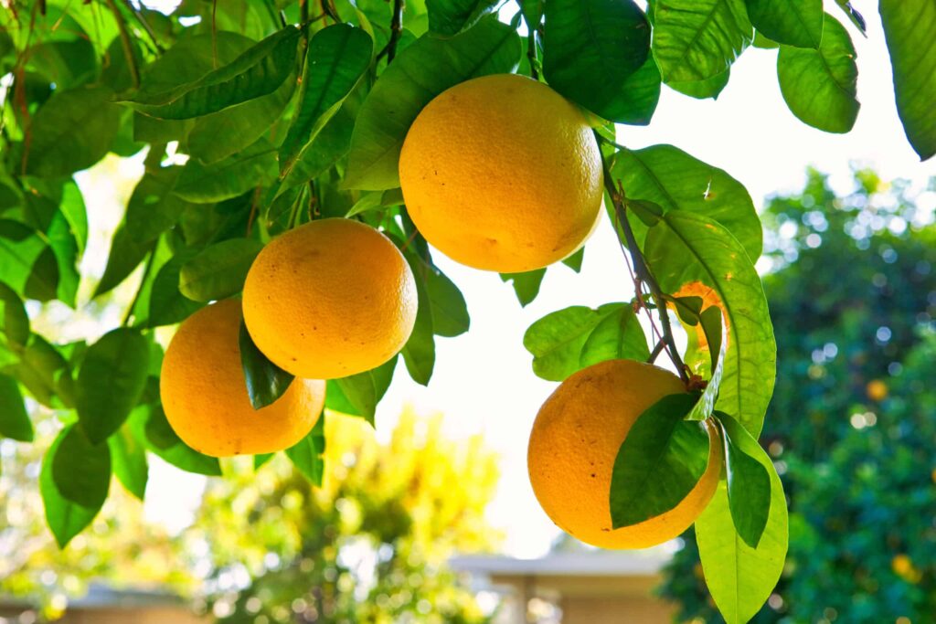 How to Grow Grapefruit in the Home Garden -- Harvest to Table