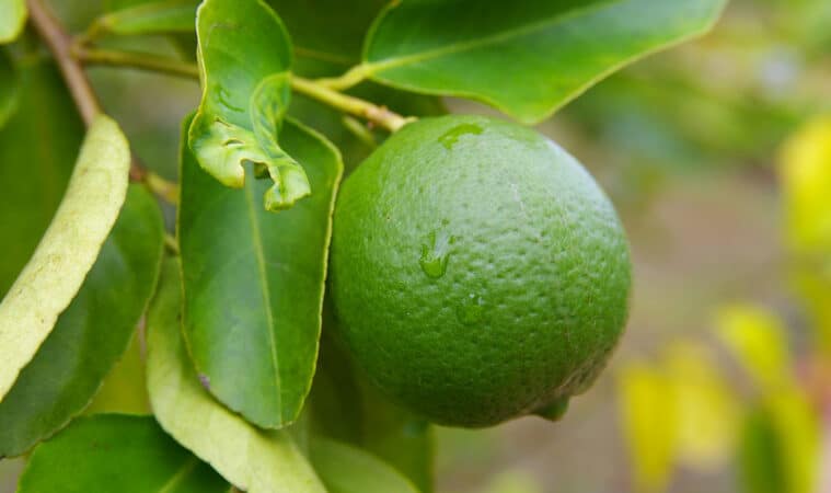 Citrus Fruits Archives - Harvest to Table