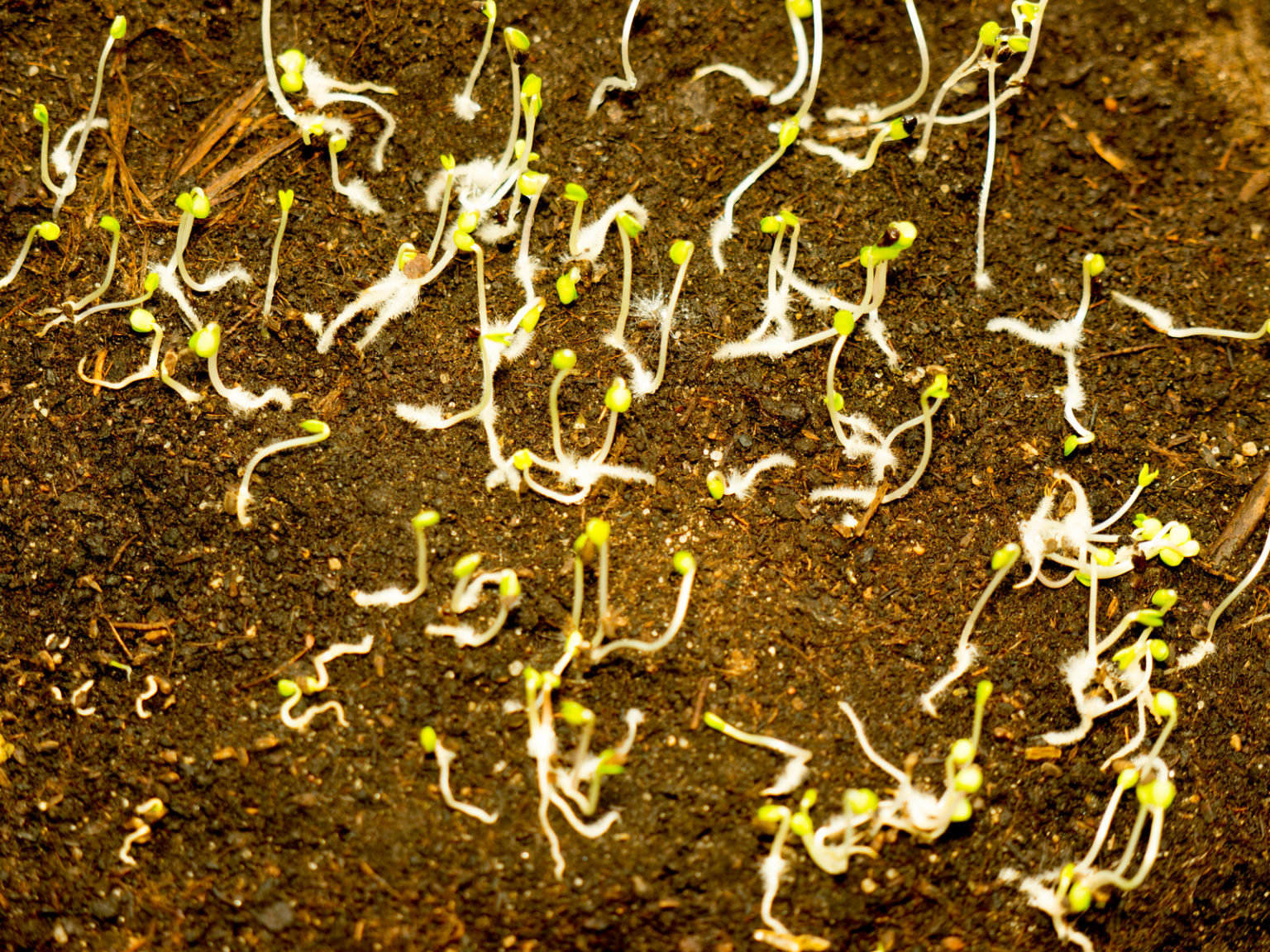 Damping Off Plant Disease -- Harvest to Table