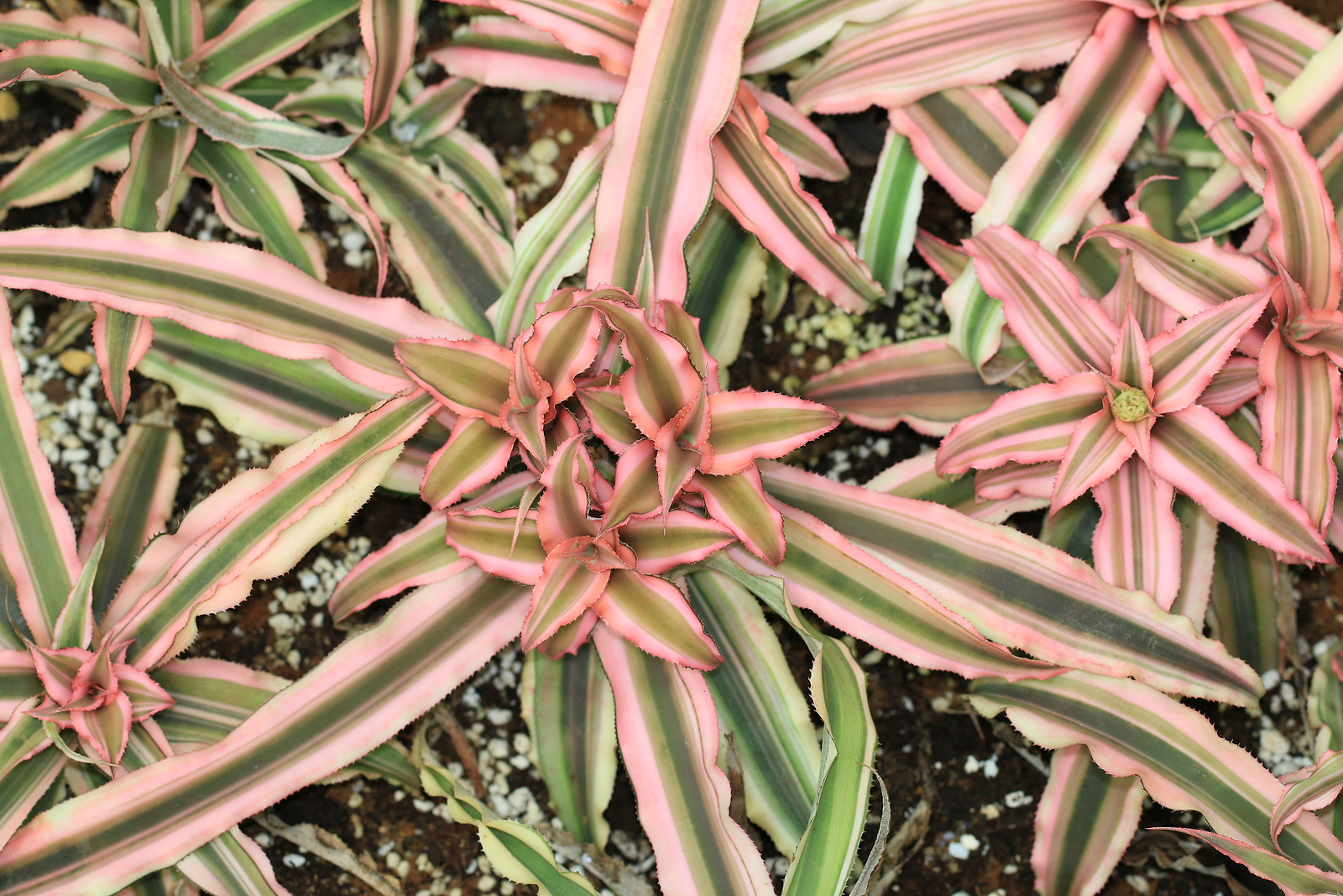 How to Grow Cryptanthus