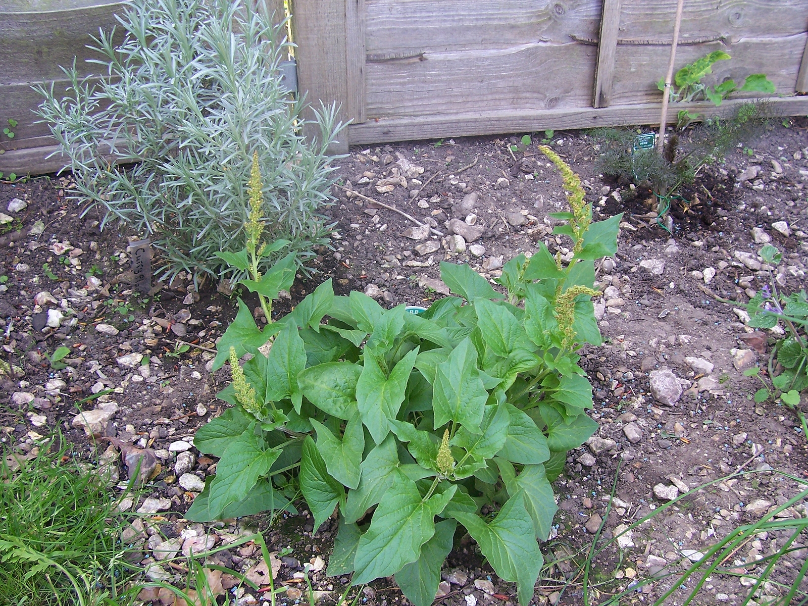 How to Grow, Harvest, and Serve Good King Henry - Harvest to Table