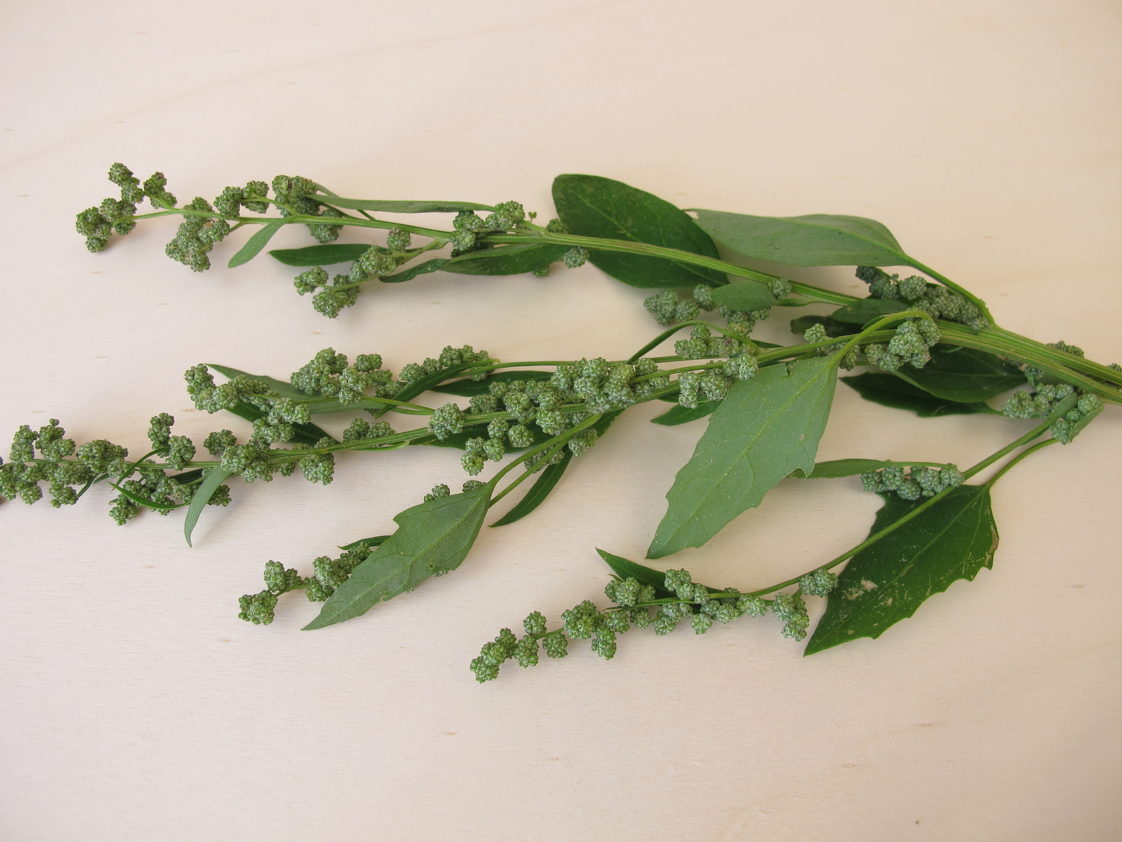 How to Grow, Harvest, and Serve Good King Henry - Harvest to Table