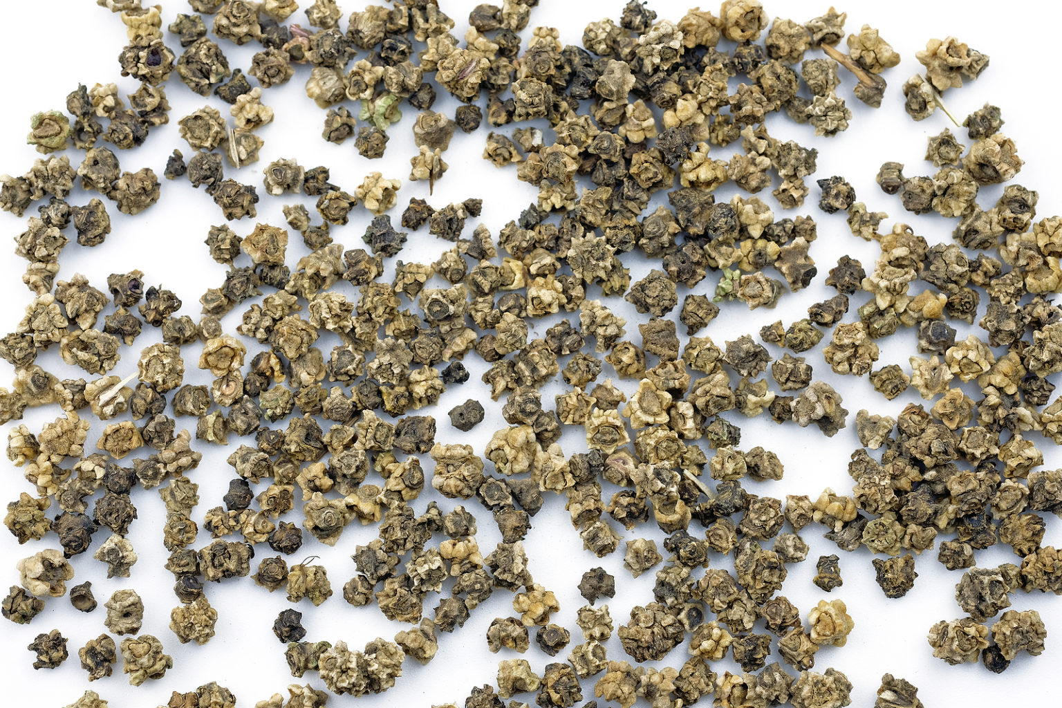 Beets Seed Starting Tips