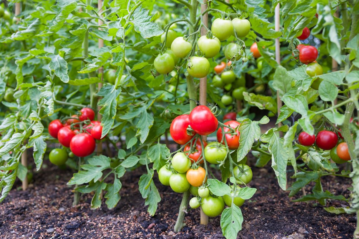 Soil and Air Temperatures for Growing Vegetables - Harvest to Table