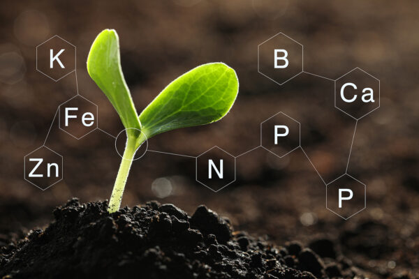 Organic Plant Nutrients for Vegetable Gardens -- Harvest to Table