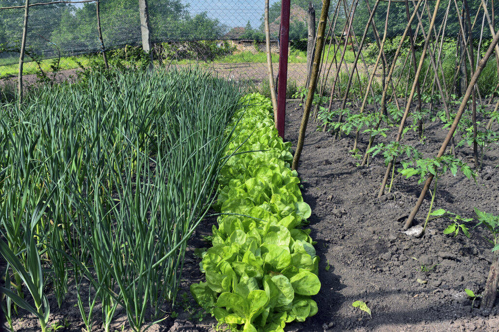 Watering Watermelons: How Much and How Often - Harvest to Table