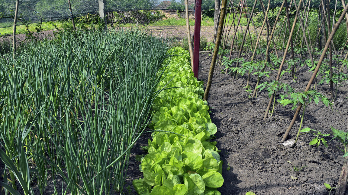 Hardy, Half-Hardy, and Tender Vegetable Crops - Harvest to Table