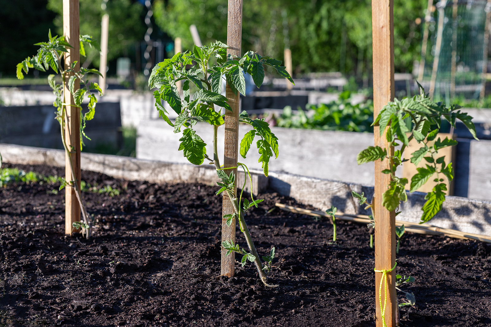 Growing Season for Vegetables: From Planting to Harvest